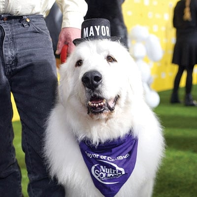 Timepass Vikatan - 10 September 2016 - வாலாட்டும் மேயர்! | Dog elected ...