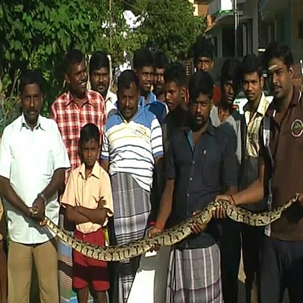 மீன் வலையில் சிக்கிய மலைப்பாம்பு: வனத்துறையினர் மீட்டனர்! | The python ...