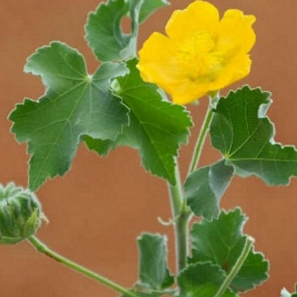 Significance of Thuthi Spinach | Significance of Thuthi Spinach - Vikatan