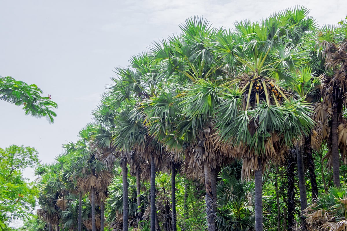 பணம் தரும் பனையை வளர்க்க ஆலோசனை சொல்லும் வேளாண்துறை! | Palm is the tree ...