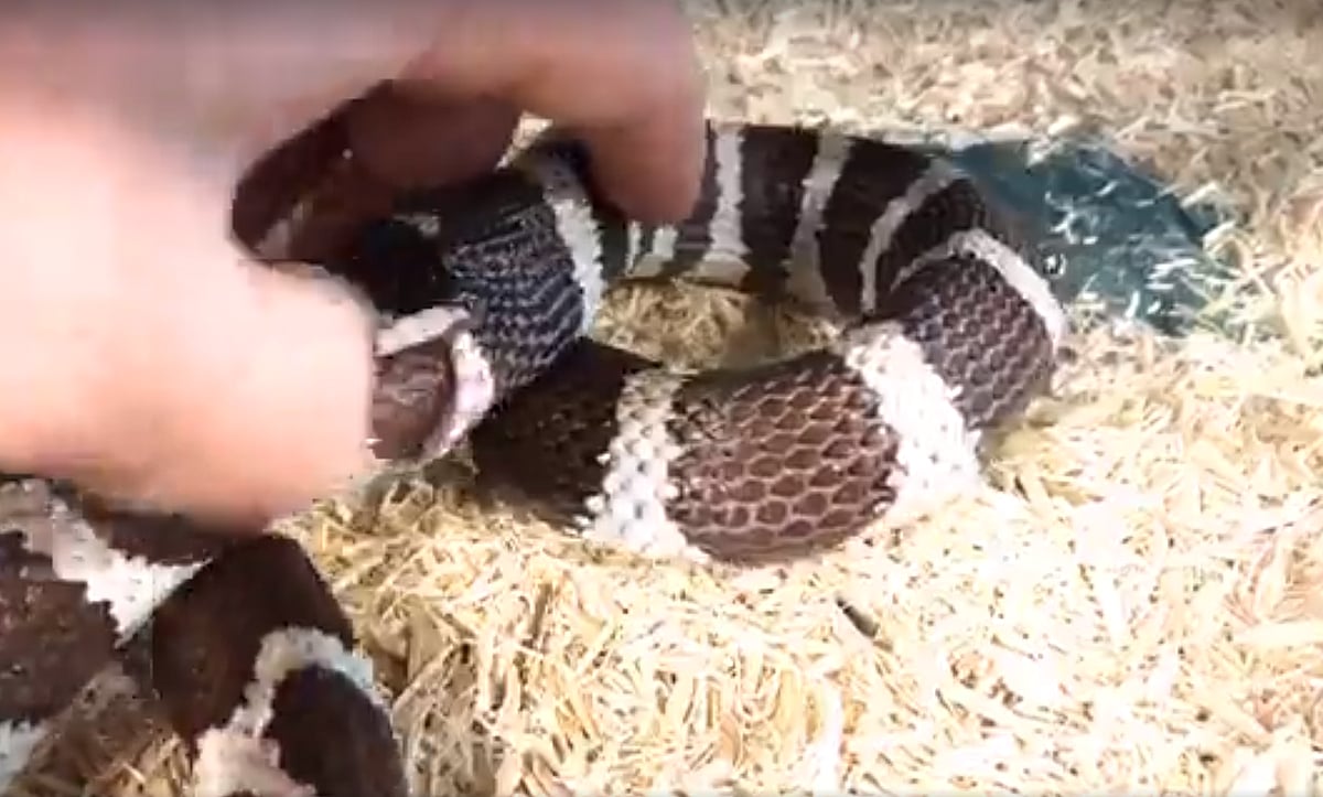 ' தன் உடலை தானே விழுங்கிய பாம்பு!'... பசியால் நடந்த விபரீதமா? | Snake ...