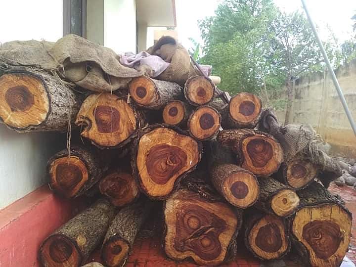 கஜா புயலில் சாய்ந்த செம்மரங்கள்..! - விற்க முடியாமல் புலம்பும் ...