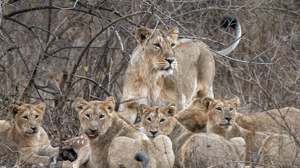 Ananda Vikatan - 27 November 2019 - இந்தியாவில் சிங்கங்கள் ஏன் இல்லை ...