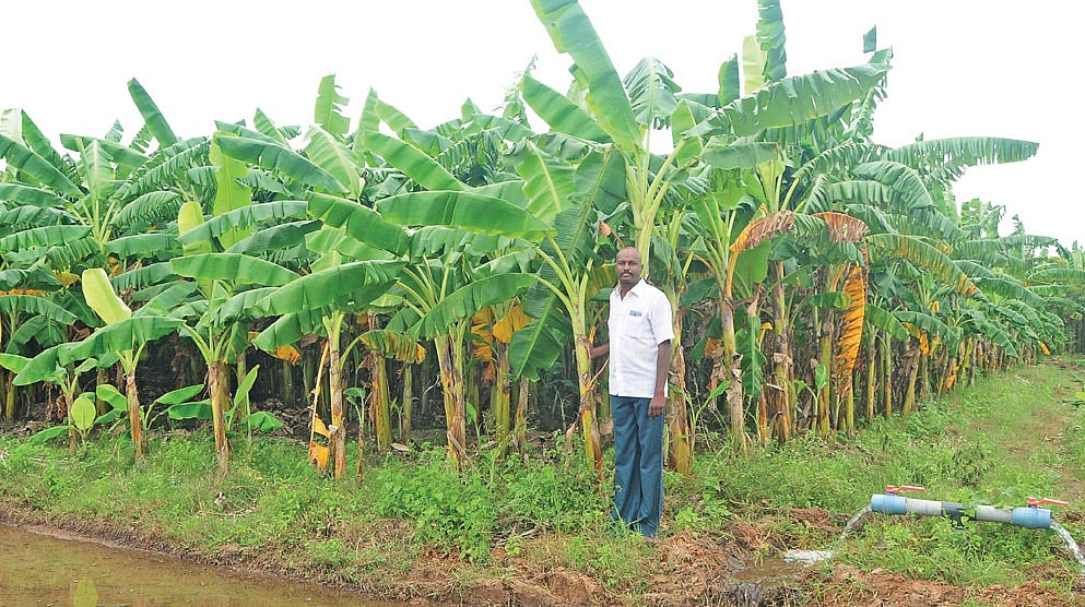 Pasumai Vikatan - 25 January 2020 - மறுதாம்பிலும் வருமானம் கொடுக்கும் ...