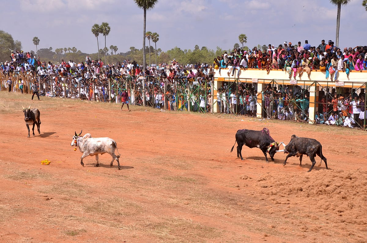 சீறிப்பாய்ந்த காளைகள்... சிராவயல் மஞ்சுவிரட்டு ரவுண்டு அப்! (படங்கள் ...