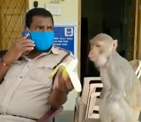 பசியில் தவிக்கும் விலங்குகள்!- கையிழந்த குரங்கிற்கு கையான காவலர் # ...