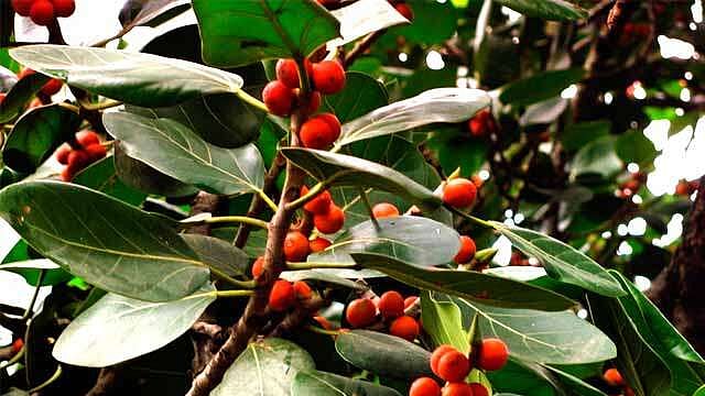 ஆரோக்கியம் தரும் ஆலமரம்... பற்களின் வலிமைக்கு உரம்... | மூலிகை ரகசியம் ...