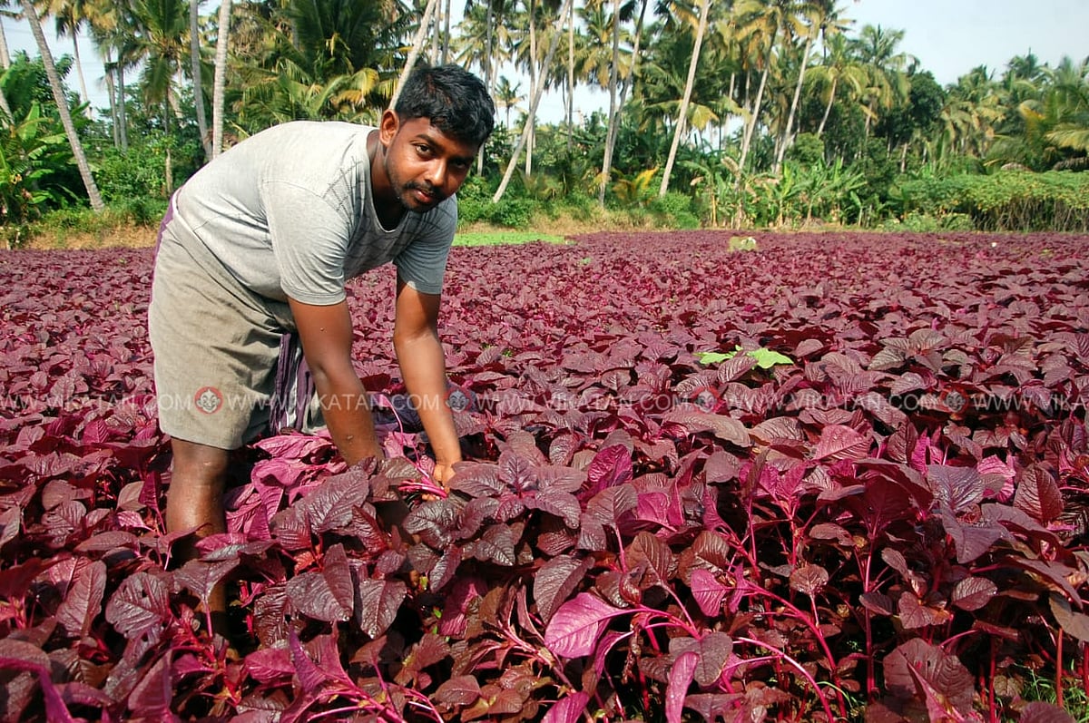 Benefits Of Keerai Tamil