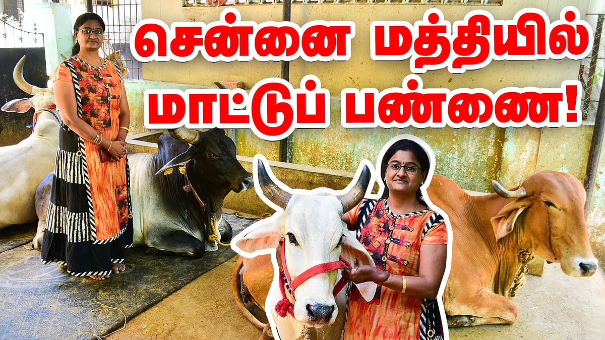 சென்னைக்கு நடுவே கார்ஷெட்டுக்குள் மாட்டுப்பண்ணை... கலக்கும் தம்பதி! # ...