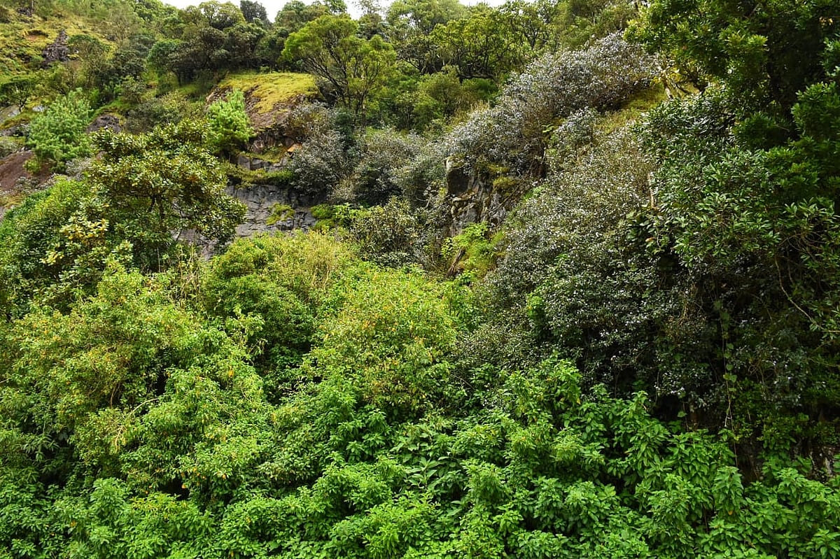நீலக்குறிஞ்சியை விழுங்கும் ஆபத்தான களைச்செடி... ஆபத்தில் நீலகிரியின் ...