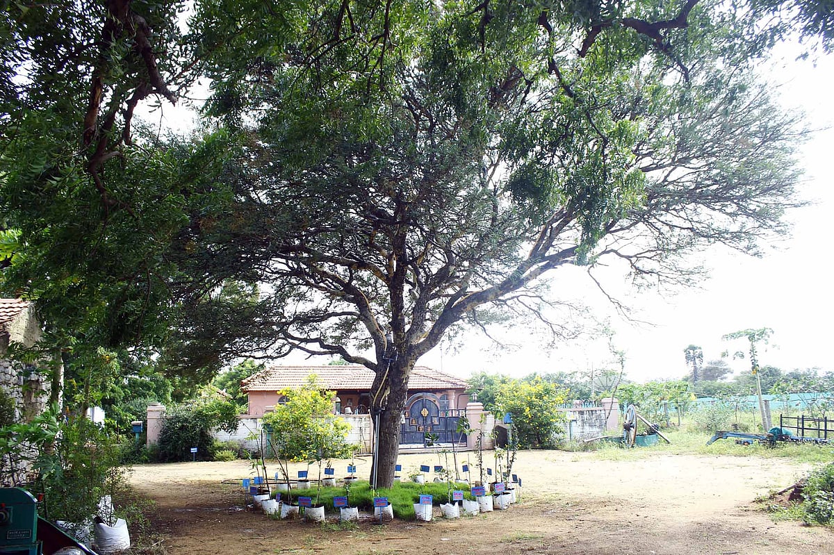 செயற்கை மழை பொழியும் `மழை மரம்'... வித்தியாசமான விழிப்புணர்வில் ...