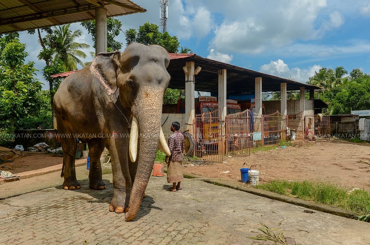 கேரளா: மாஸ் யானை `மங்கலம்குன்னு கர்ணன்' மரணம்... கண்ணீரில் `கடவுளின் ...