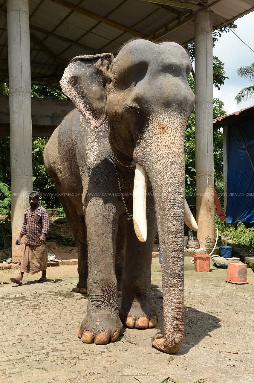 கேரளா: மாஸ் யானை `மங்கலம்குன்னு கர்ணன்' மரணம்... கண்ணீரில் `கடவுளின் ...