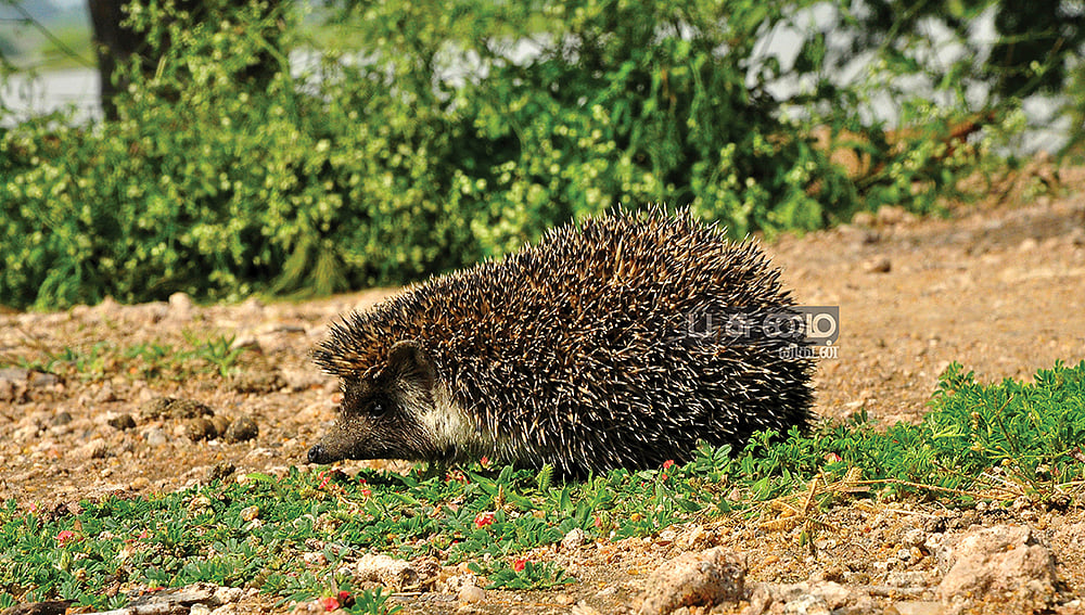 Pasumai Vikatan - 25 October 2021 - விவசாயிகளின் நண்பன் முள் எலி!|Mul ...