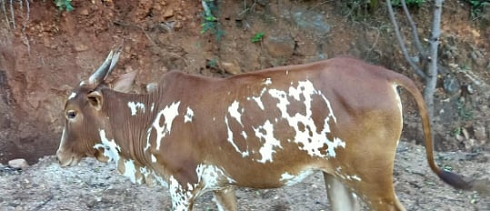 காலத்தின் சவால்களை எதிர்த்து நிற்கும் பர்கூர் நாட்டுமாடுகள்; இவ்வளவு ...