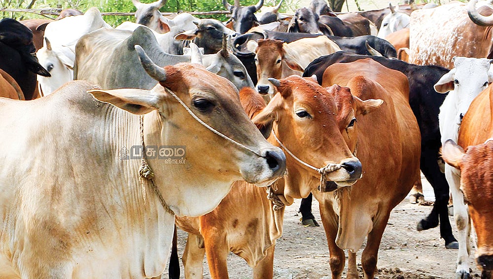 ``கால்நடைகளை தாக்கும் தோல் கட்டி நோய்''; மனிதர்களையும் பாதிக்குமா ...