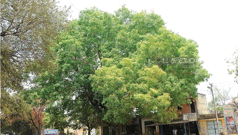 Pasumai Vikatan - 25 December 2021 - நாட்டு மரங்களே நம் மண்ணை ...