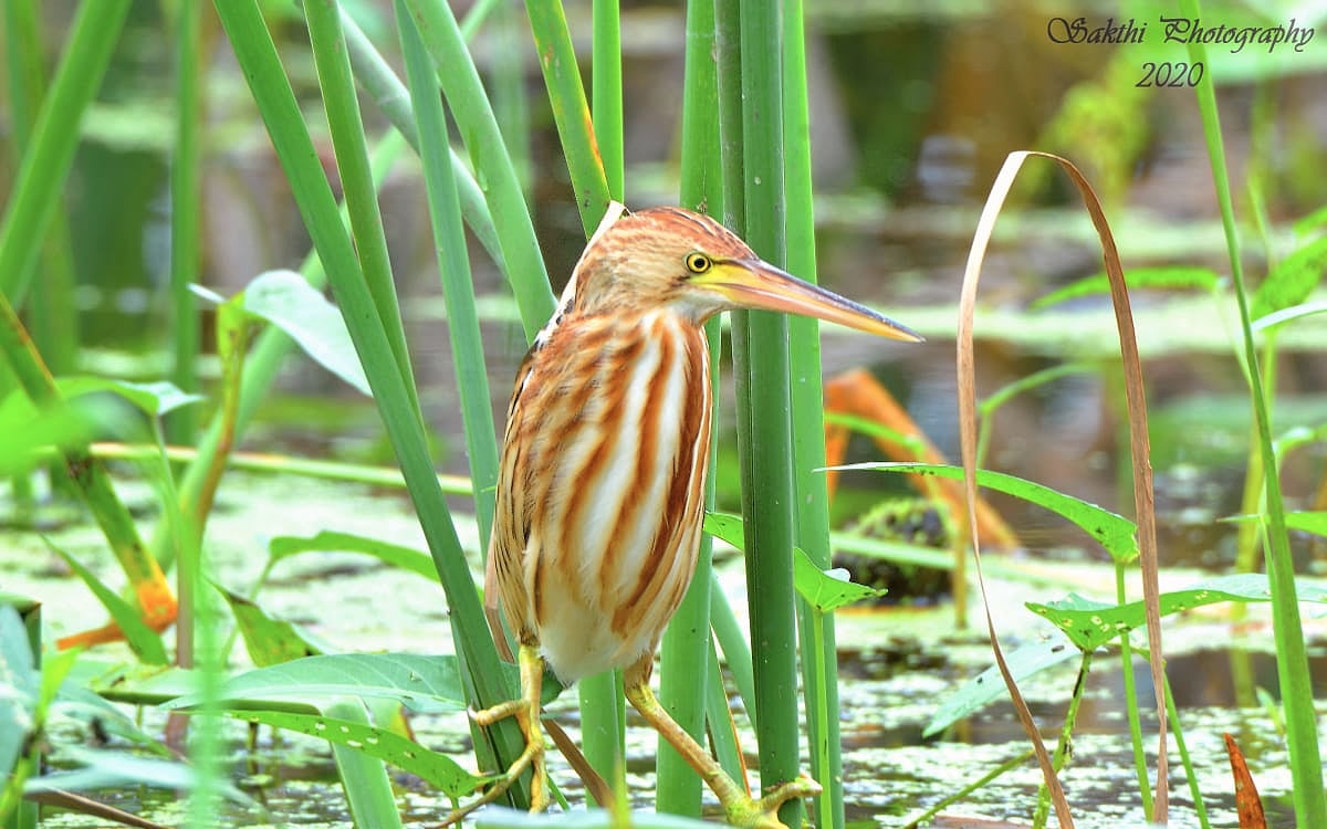 வீட்டில் என்னென்ன பறவைகளை வளர்க்க கூடாது? வனத்துறை வழங்கும் பட்டியல் ...