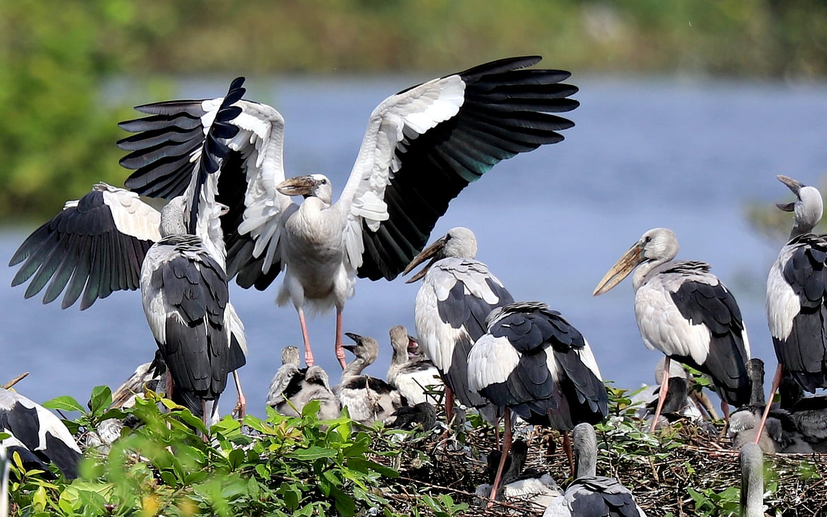 அழிந்து வரும் வெள்ளை அரிவாள் மூக்கன் பறவை: இதன் சிறப்புகள் என்ன ...