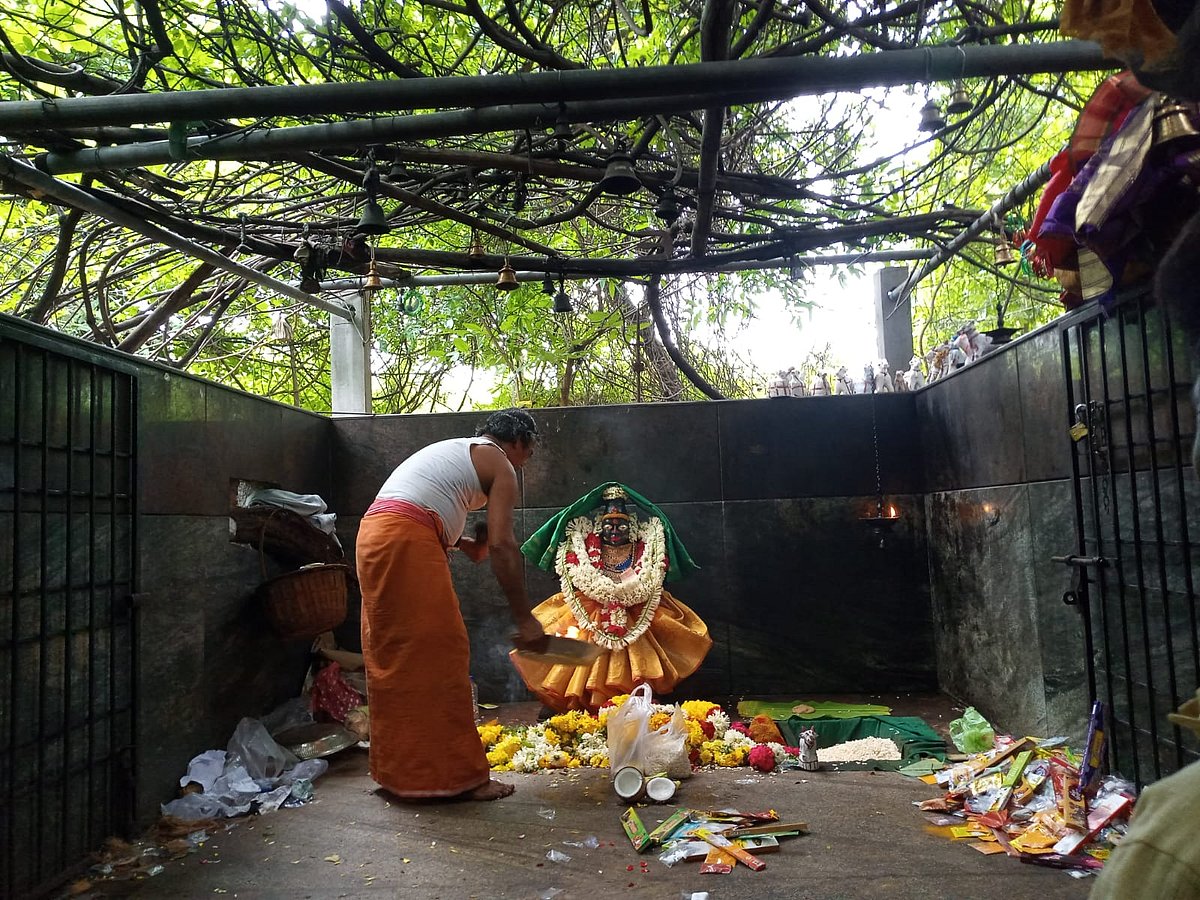 பாப்பாத்தி அம்மன் கோயில்: மரமே கோயிலாக விரிந்திருக்கும் மர்மம்; காரிய ...