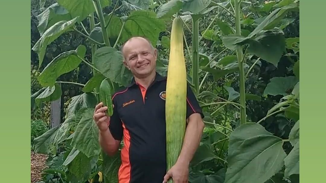 உலகின் நீளமான வெள்ளரிக்காயை விளைவித்து கின்னஸில் இடம் பிடித்த விவசாயி ...