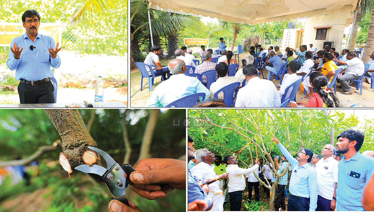 Pasumai Vikatan - 10 October 2022 - மா சாகுபடியில் இப்படித்தான் மகசூலை பெருக்க வேண்டும் ...