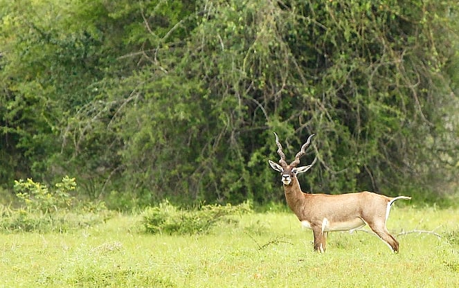 மான்களில் அரிதான வெளிமான்களை கண்டுகளிக்க தூத்துக்குடி `வல்லநாடு சரணாலய ...