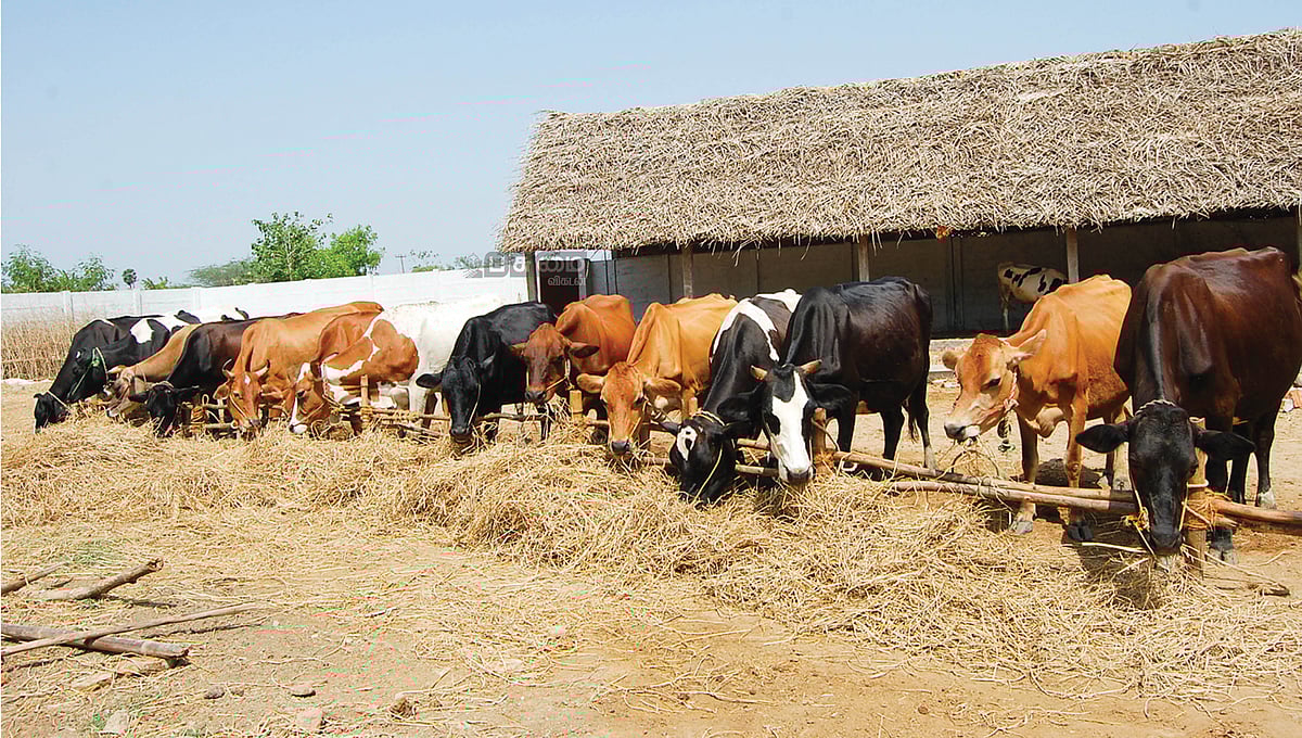 Pasumai Vikatan - 10 October 2022 - கறவை மாடுகள் வாங்க 30 சதவிகித ...