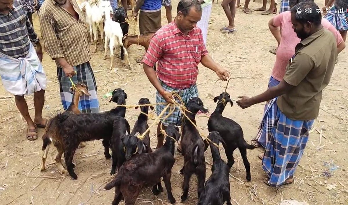 ஒன்றரை கோடிக்கு ஆடுகள் விற்பனை- களைகட்டிய ஆட்டுச் சந்தை; மகிழ்ச்சியில் ...