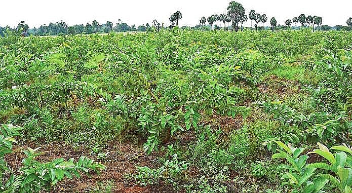 கிலோ 7 ரூபாய்க்கு கொய்யா கொள்முதல்... பெரும் நஷ்டத்தில் விவசாயிகள் ...