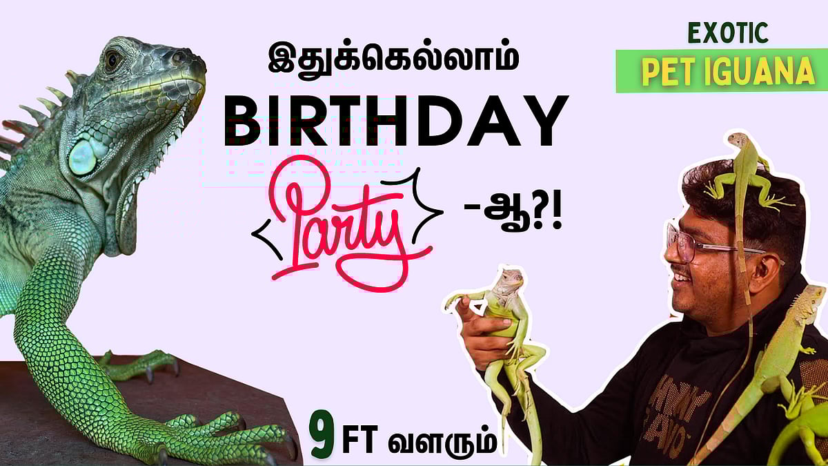 😱 இதெல்லாம் கூட Pet-ஆ வளர்ப்பாங்களா? Exotic Pet | Iguana's Birthday ...