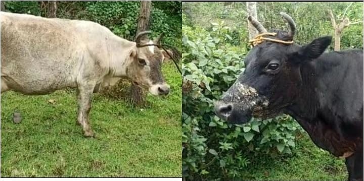 மூணாறில் 10 மாடுகளை கடித்து கொன்ற புலிகள்! கூண்டுகள் வைத்து பிடிக்க ...
