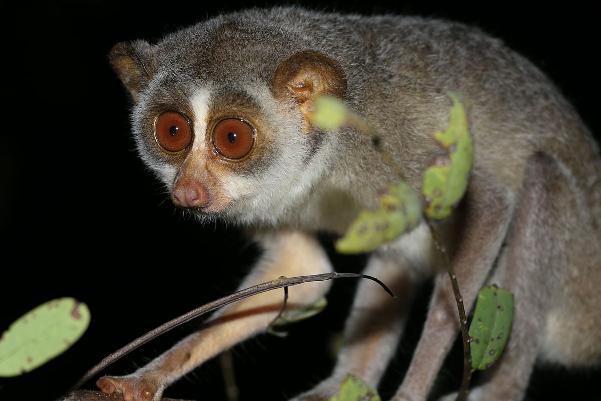 பாரி மன்னனுக்கு வழிகாட்டி; விவசாயிக்கு நண்பன்! கரூர்- திண்டுக்கல்லில் ...