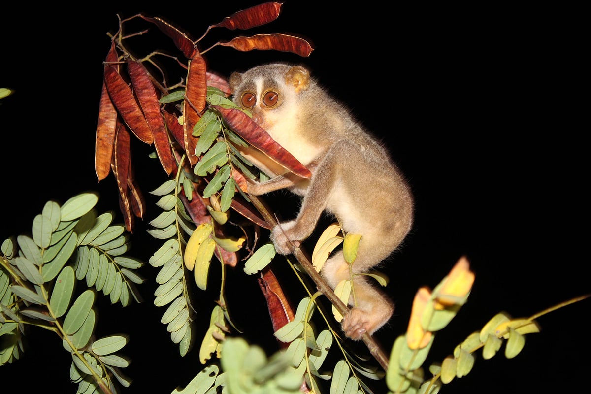 பாரி மன்னனுக்கு வழிகாட்டி; விவசாயிக்கு நண்பன்! கரூர்- திண்டுக்கல்லில் ...