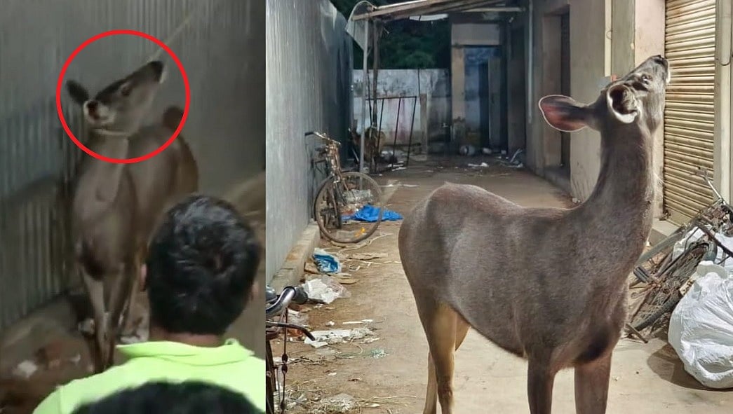 தூத்துக்குடி: ஊருக்குள் புகுந்த மிளா உயிரிழப்பு; மீட்புப்பணியில் ...