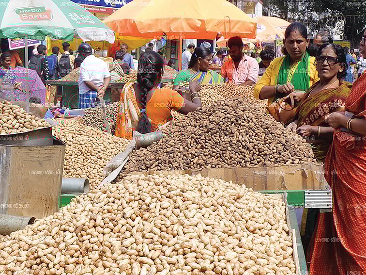நிலக்கடலை - Groundnut