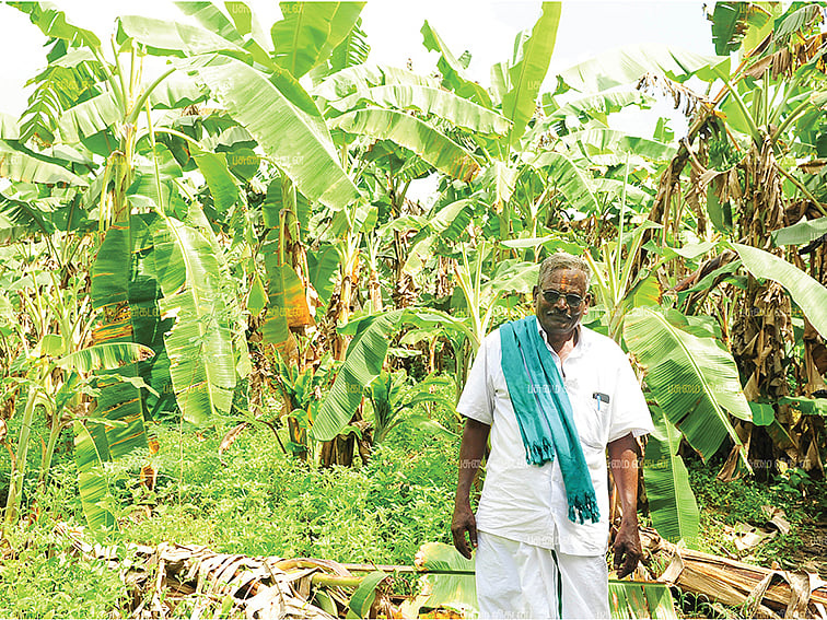 வாழை-மரம் | Latest Tamil News Updates, Videos, Photos | Vikatan