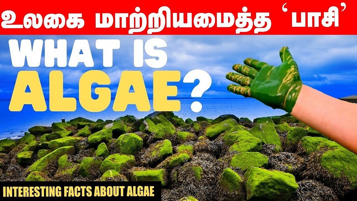 Mission Earth: Interesting facts about Algae - Vikatan