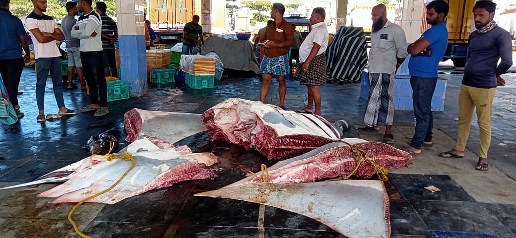 1000 கிலோ எடையில் ராட்சத திருக்கை மீன்... ரூ.61000 க்கு விலை போனது ...