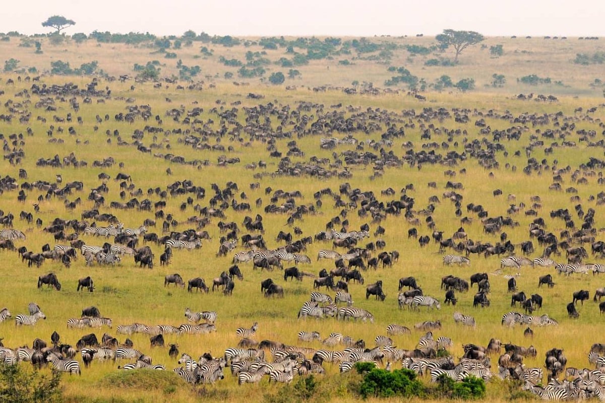 தாடி வைத்த தான்சானியா காட்டு மாடுகள்..! ஆப்ரிக்கா காடுகளுக்குள் ஒரு ...