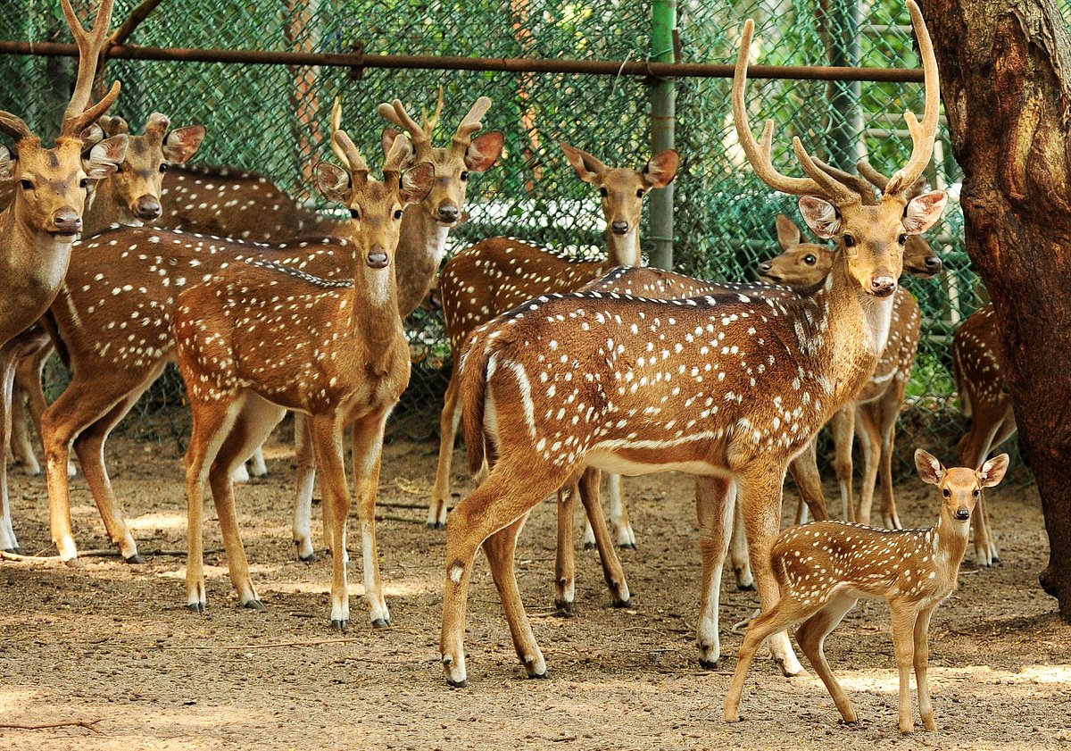 புதுச்சேரி வனத்துறையில் புதிதாக பிறந்துள்ள மான் குட்டிகளின் க்யூட் ...