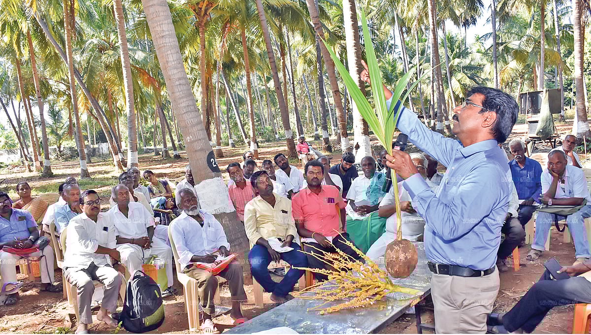 Pasumai Vikatan - 10 April 2023 - தென்னைக்கு எத்தனை லிட்டர் தண்ணீர் தர வேண்டும்? வண்டுகளை எப்படி ...