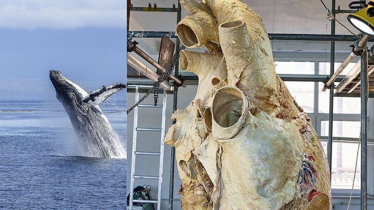 181 கிலோ எடையுள்ள நீல திமிங்கலத்தின் இதயம்... இணையத்தில் வைரலாகி வரும் ...