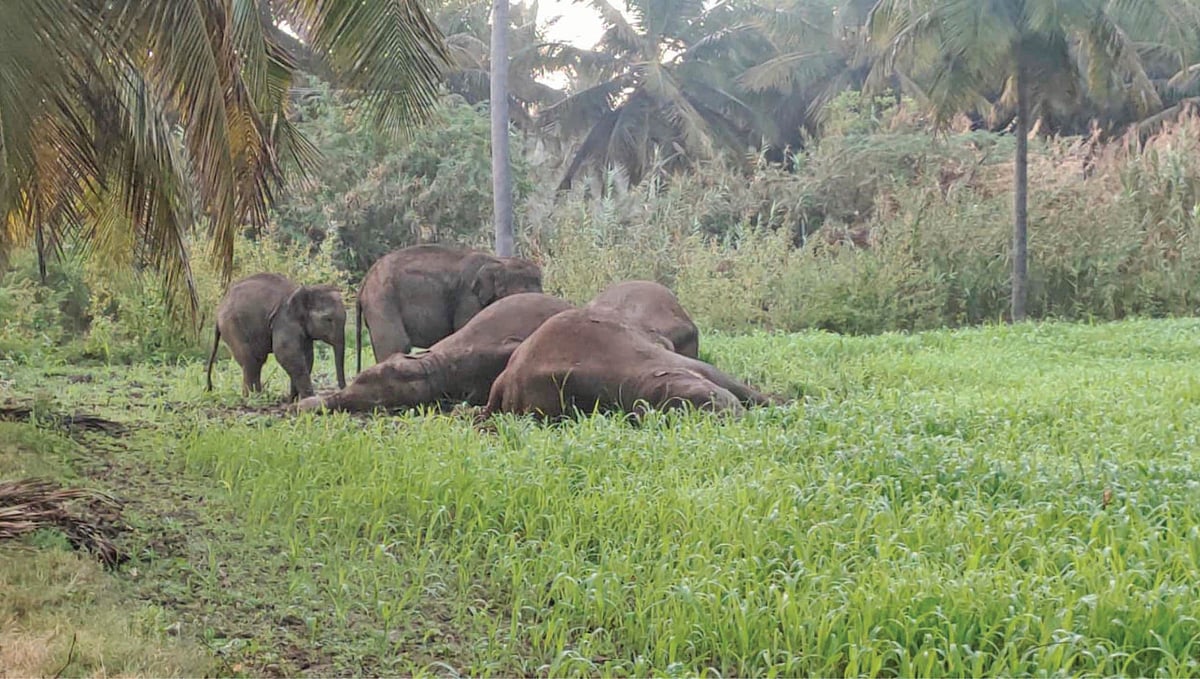 Junior Vikatan - 29 March 2023 - பலியாகும் பேருயிர்கள்... ‘உச் ...