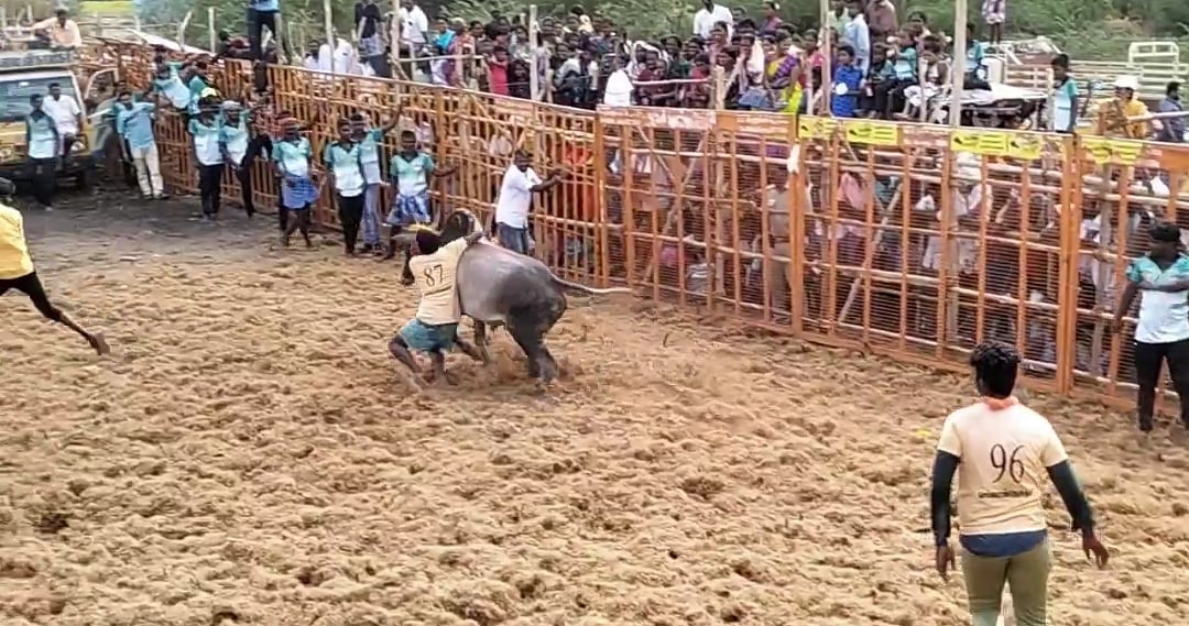 சித்திரை‌த் திருவிழா ஜல்லிக்கட்டு: செம்பொன் நெருஞ்சியில் சீறிப்பாய்ந்த ...