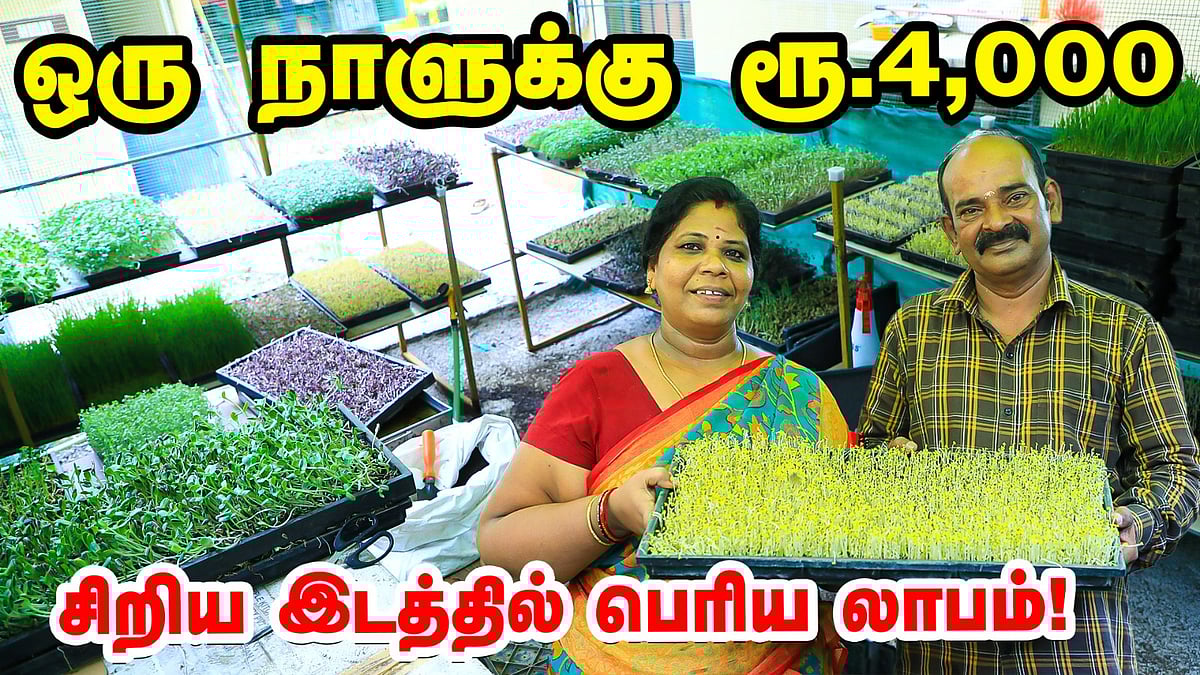 மைகோ க்ரீன்ஸ் வளர்ப்பு... மாதம் 50 ஆயிரம்... மாற்றி யோசித்த சென்னை ...