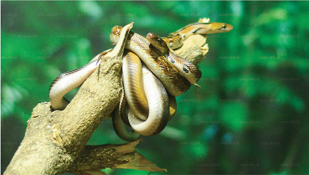 Pasumai Vikatan - 25 October 2023 - பாம்புகளை எப்படி அணுக வேண்டும் ...