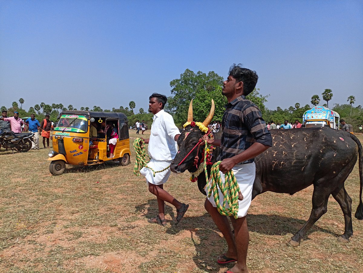 சிராவயல் மஞ்சுவிரட்டு - புழுதிக் காட்டுக்குள் திரளான மக்கள் | Photo ...