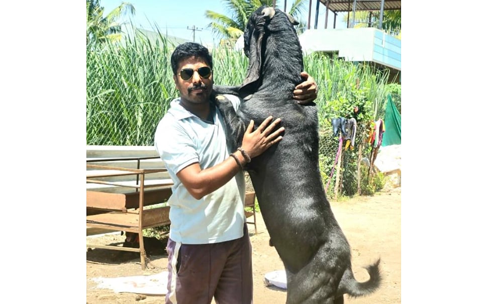 ஆண்டுக்கு ரூ.30 லட்சம்... ஆடு வளர்ப்பில் அசத்தும் பட்டதாரி இளைஞர்! | 30 ...