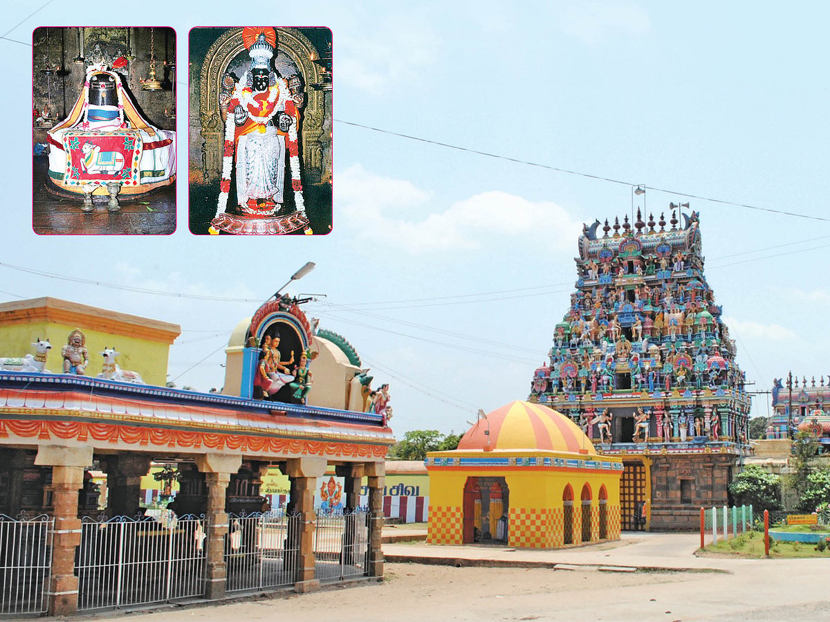 Sakthi Vikatan - 20 February 2024 - புளியோதரை-புளி மகிமைகள்|temple tree ...